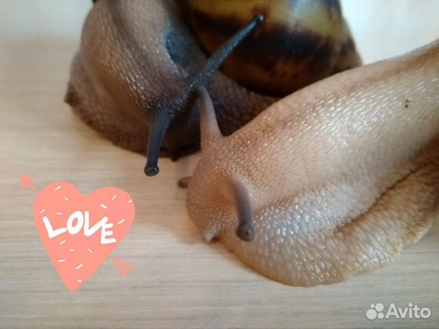 Две улиточки подростки