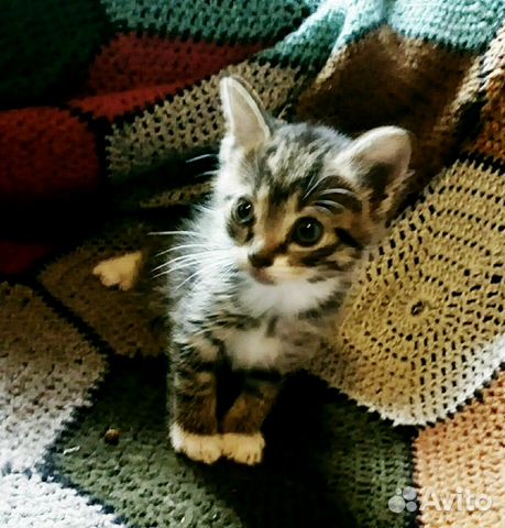 Котенок ищет хозяев
