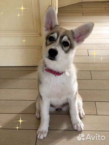 Очарованье-Адель в дар