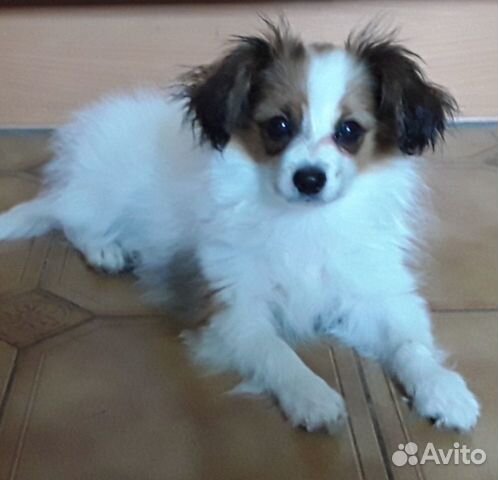 Красивый щенок папильона- фалена