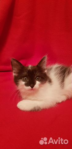 Котёнок Буся девочка 2 мес в добрые руки