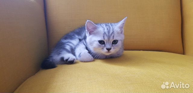 Шотландская кошечка (котёнок)