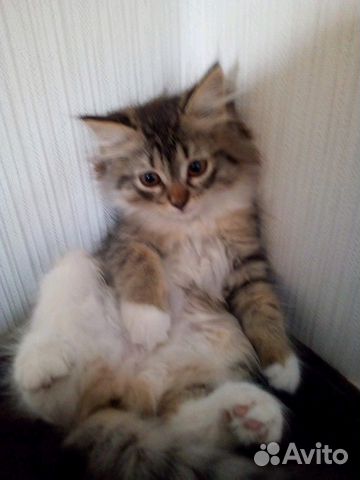 Котенок. Очень пушистая и мягкая кошечка. 2 с поло