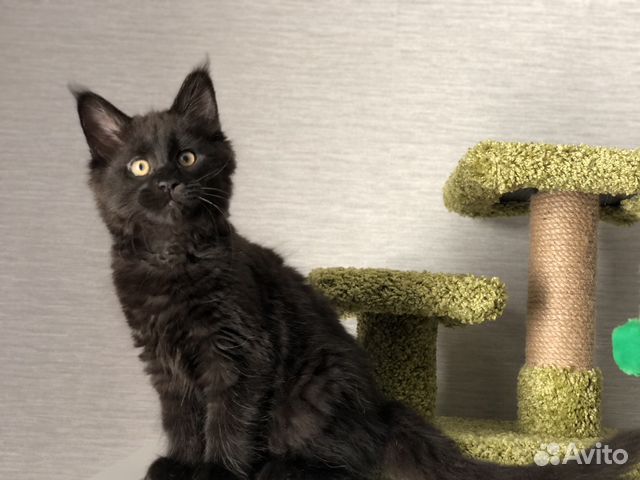 Котёнок породы Мейнкун