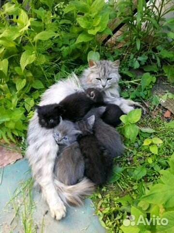 Котята за шоколадку