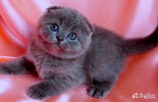 Вислоухие супер котята