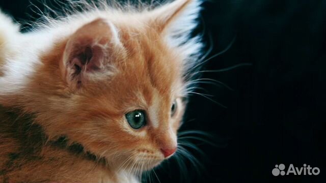 Принцесса - Рыжая пушистая девочка 2 месяца