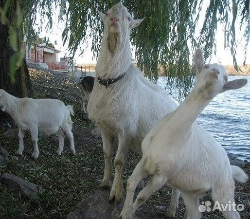 Продам часть стада,козы дойные,козочки разных возр