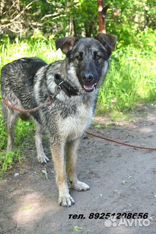 Ласковая девочка ищет дом