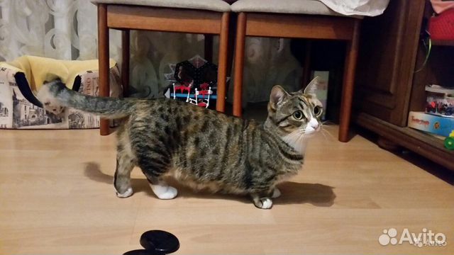 Котята породы манчкин