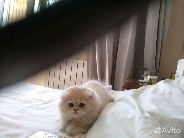 Шотландский вислоухий кремовый мальчик