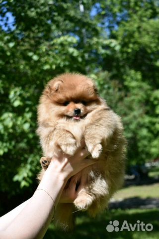 Пушистое облачко