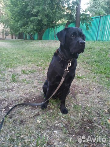 Лабрадор кобель вязка