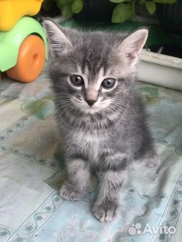 Котёнок мальчик