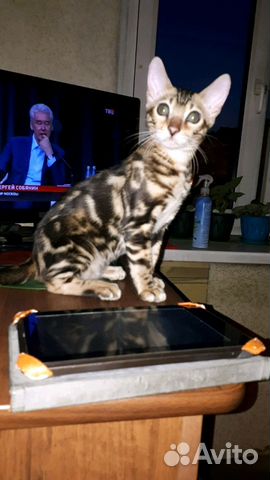 Бенгальские котята