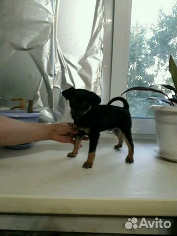 Щенок тор терьер мальчик 2месяца