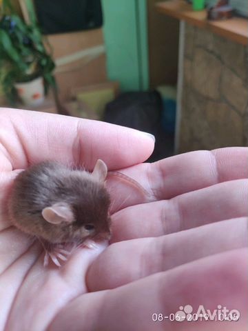 Мышь сатиновая