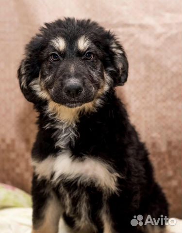 Балу ищет дом