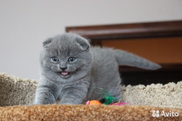 Вислоухие котята