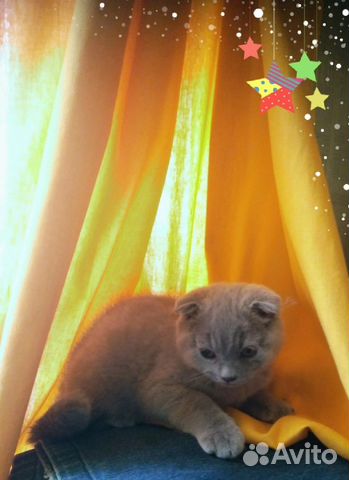 Котята Шотландской вислоухой