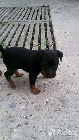 Щенок ягдтерьер девочка