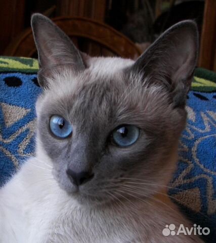 Сиамские котята(блю-поинт)