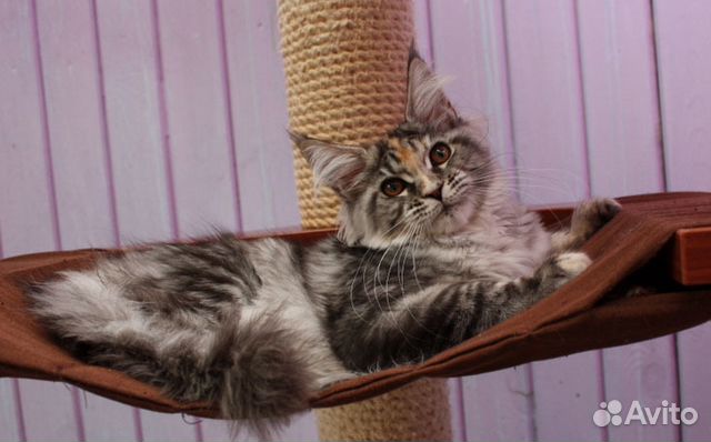 Кошечка мейн кун Хелен,серебряная черепаха