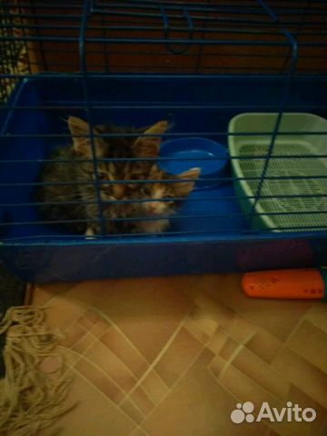 Котята, котёнок в добрые оуки