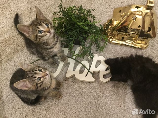 Кому Котенка А лучше двух)
