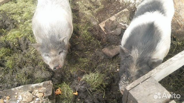 Вьетнамские свиноматки