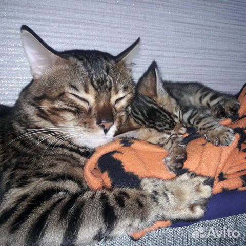 Беннальские котята