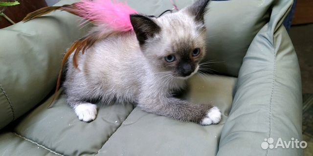 Котенок Гав девочка 2 месяца