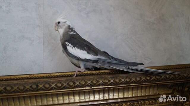 Попугай корелла