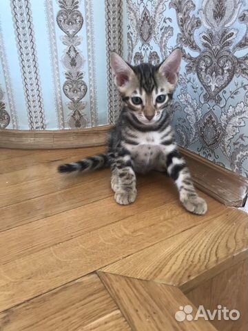 Котята породы «Саванна»