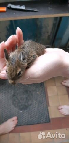 Отдам в добрые руки бельчат Дэгу