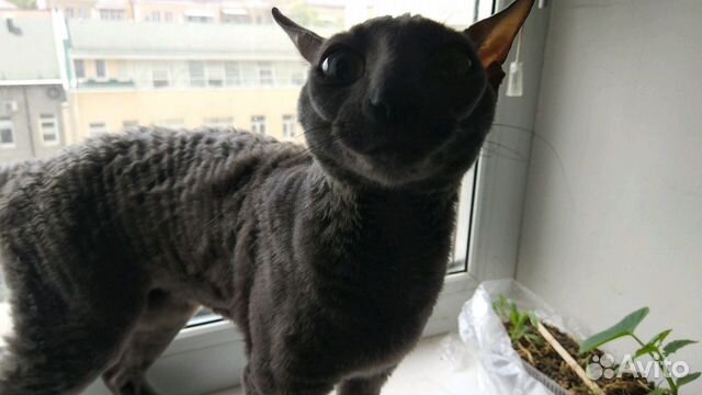 Корниш Рекс