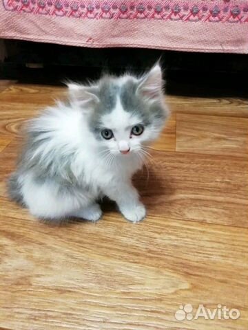 Отдам котёнка, породы бобтейл