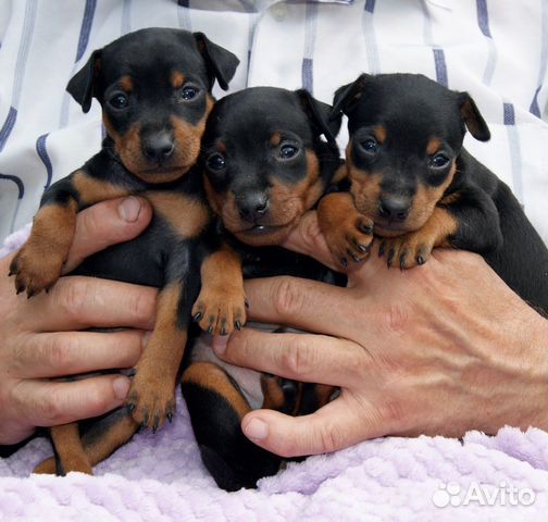 Мальчишки и девочка