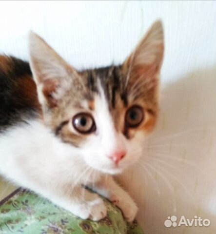 Трёхцветная красотка Мими ищет дом