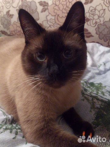 Отдам кота тайской породы