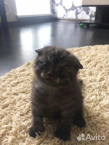 Котята Шотланской породы