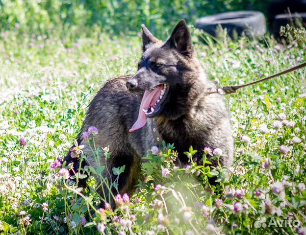 Чернобурка, умница, красавица, невероятная собака