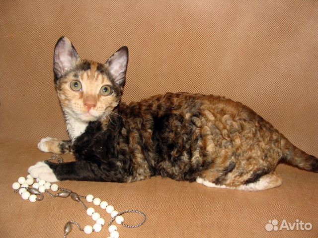 Игривая и очень ласковая кошечка кудрявая