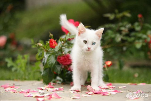 Белоснежные привитые котята в дар