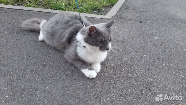 Чудный кот ищет семью