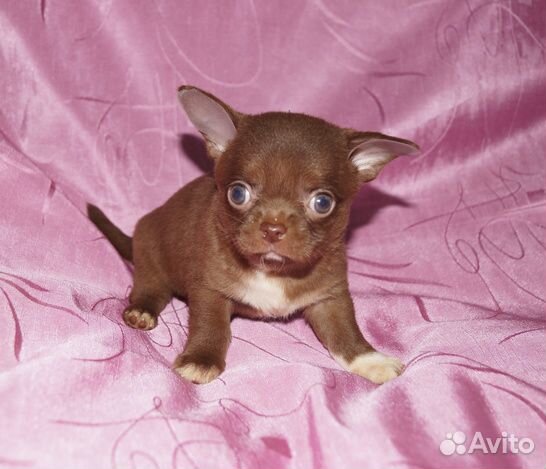 Мальчик шоколадик