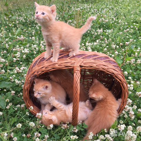 Отдам котят