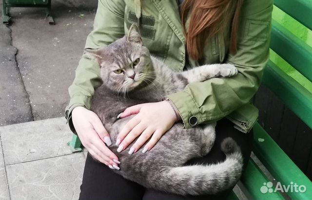 Породистый молодой котик ищет семью