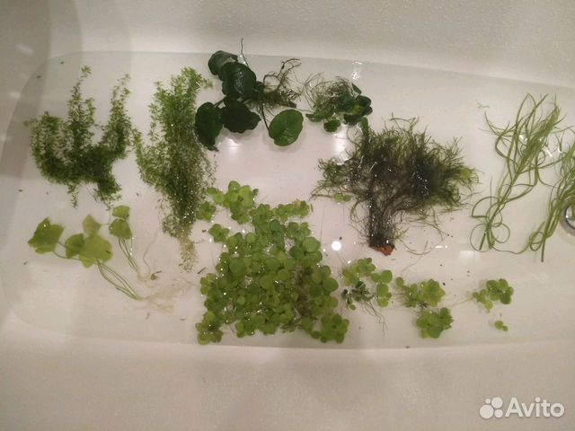 Аквариумные растения