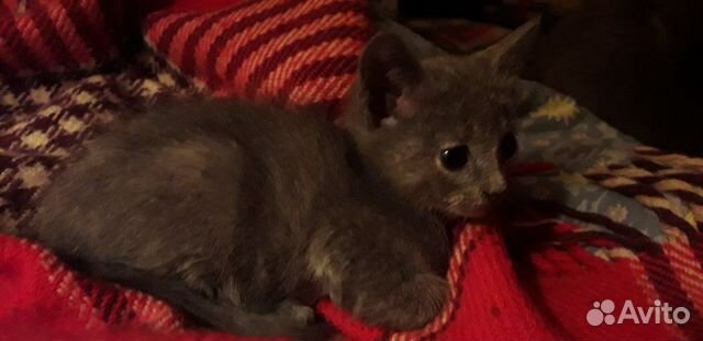 Котёнок
